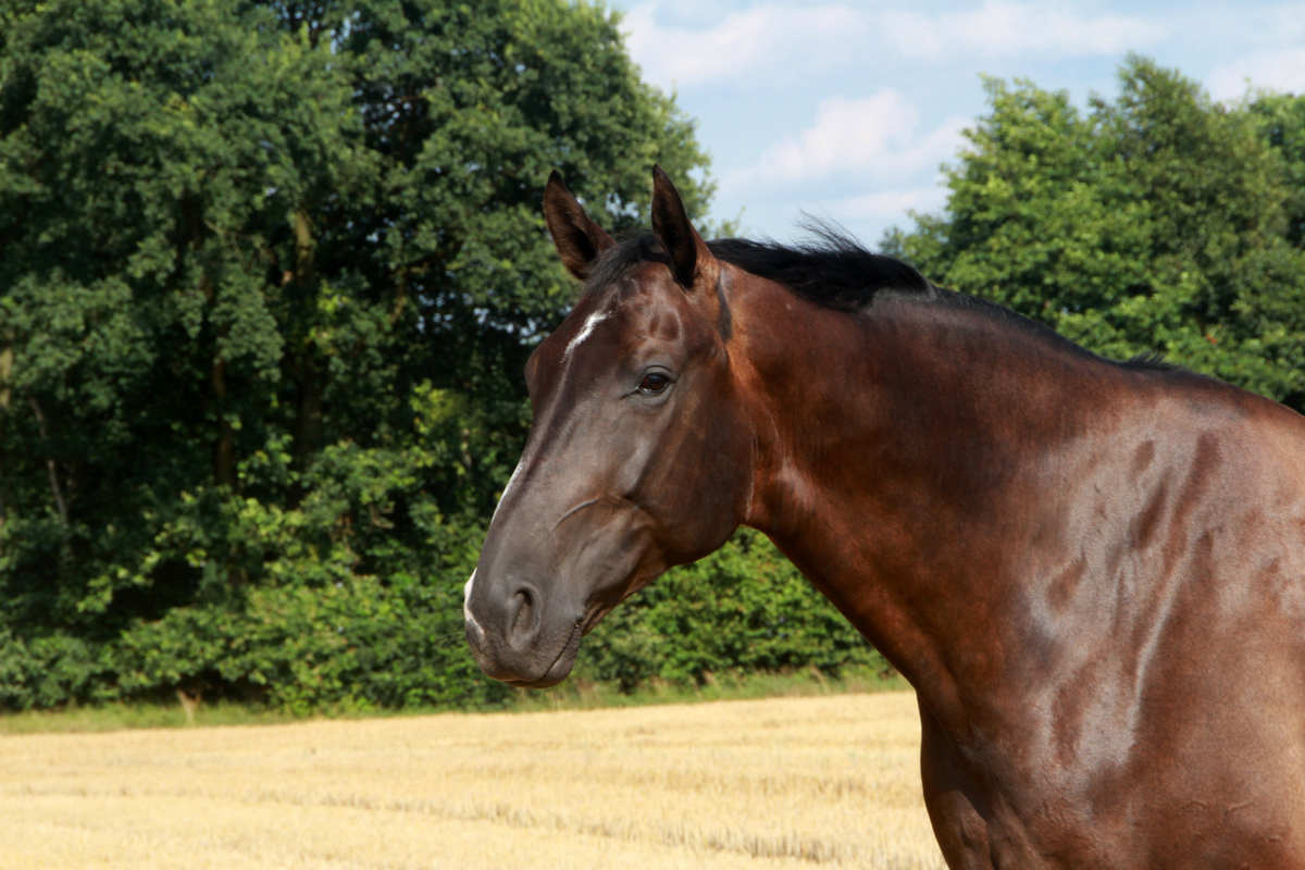Exterieurbeurteilung – so erkenne ich ein gutes Pferd